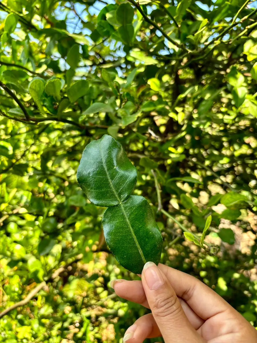 Kaffir Lime Leaves Explained: A Complete Guide